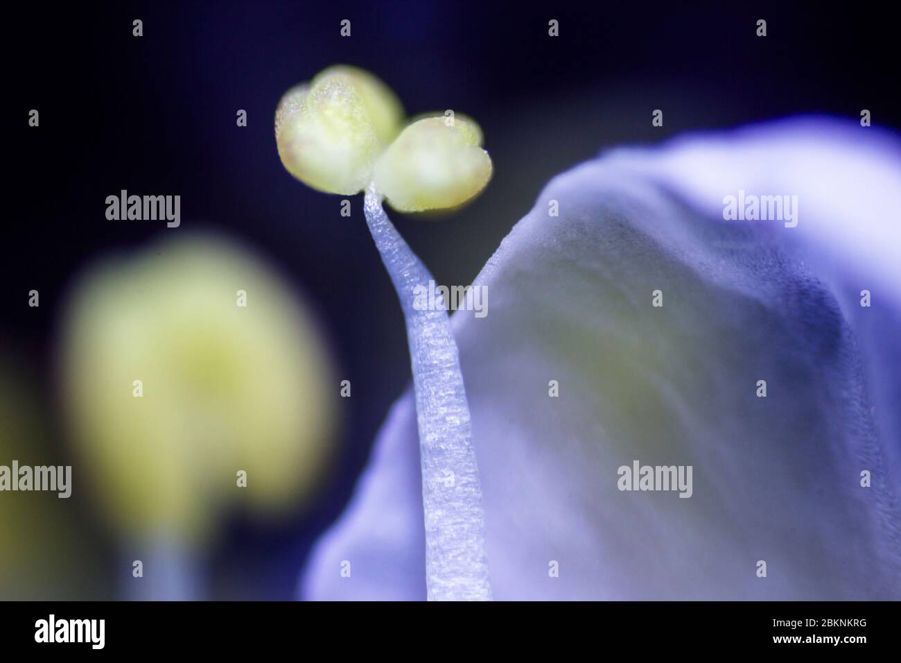 plants pollen under a microscope Stock Photo - Alamy