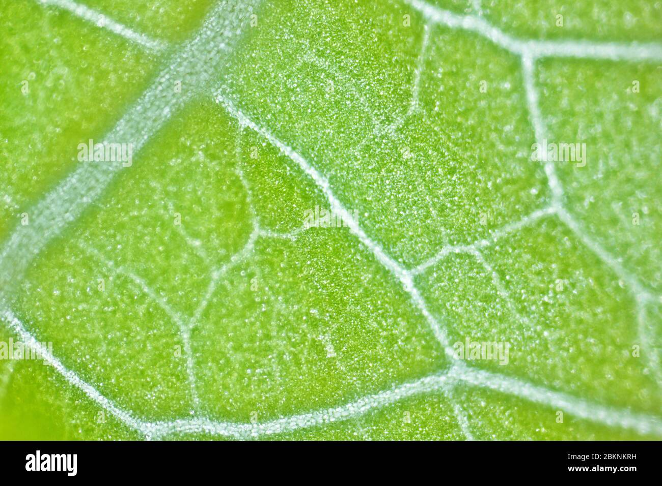 juicy green plant cells under the microscope Stock Photo - Alamy