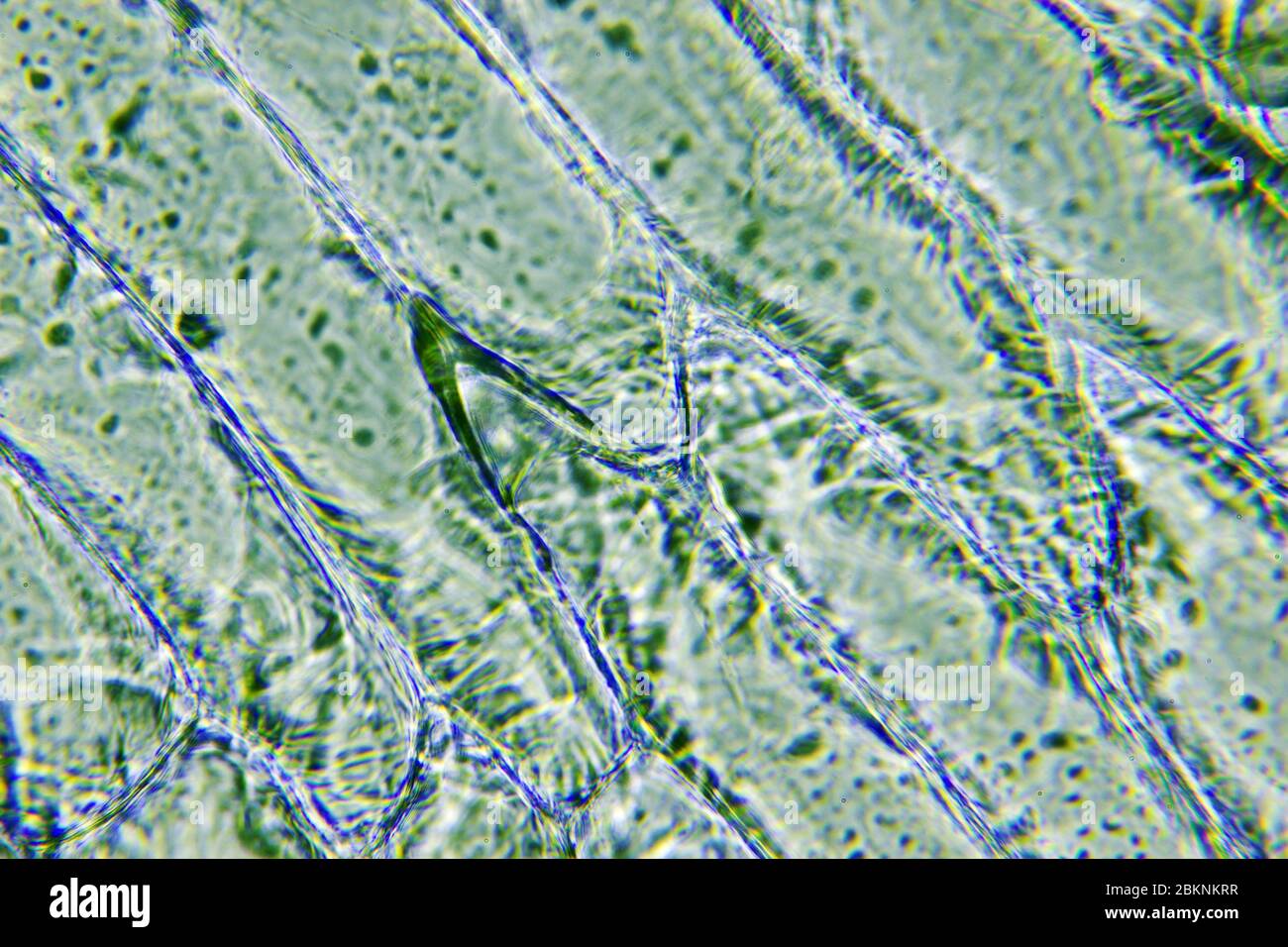 Onion Under A Microscope