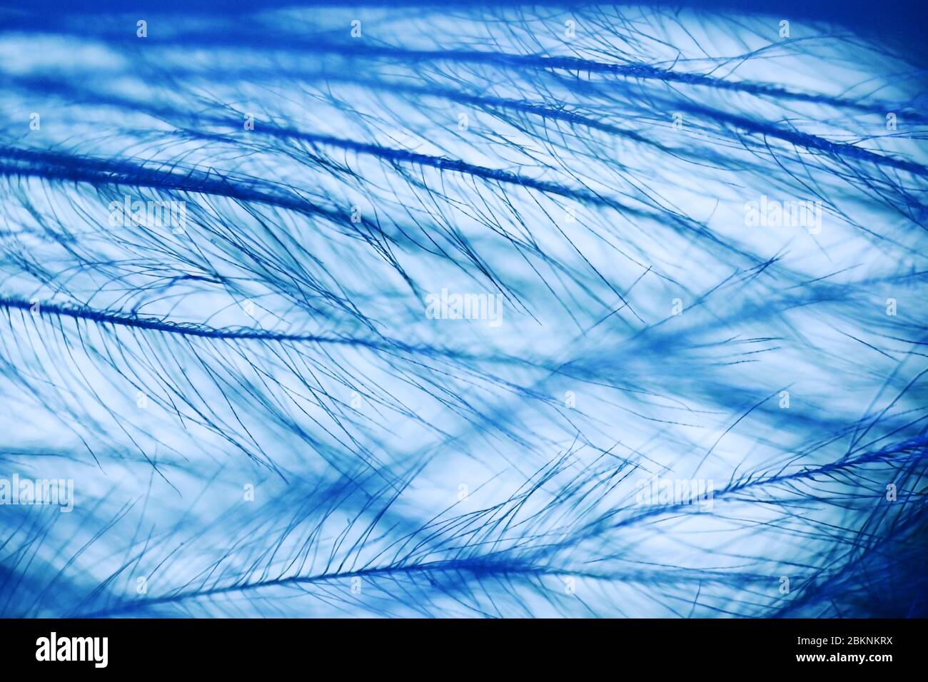 bird feather under the microscope Stock Photo - Alamy