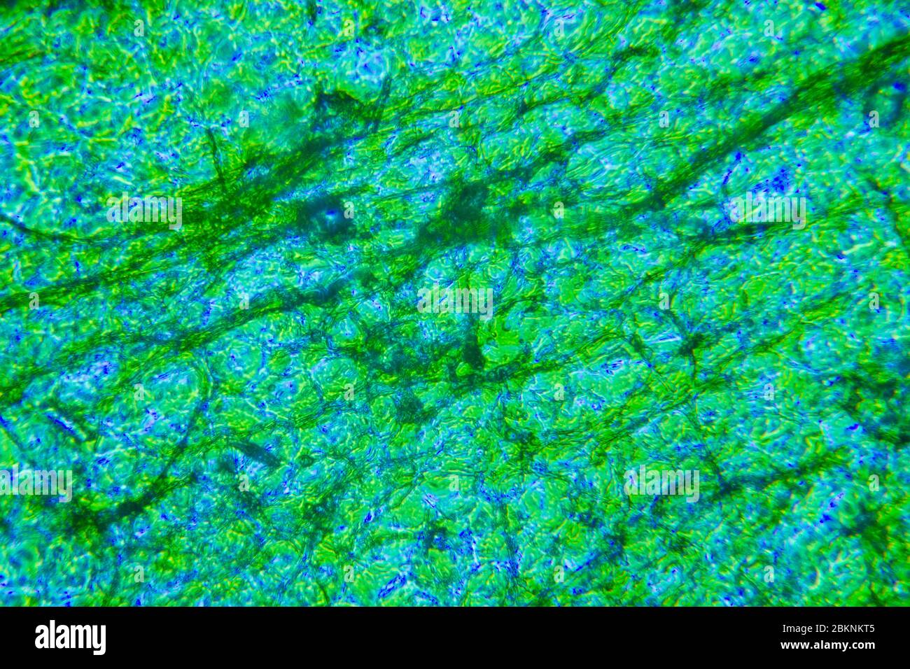 Under the microscope plants cells Stock Photo - Alamy