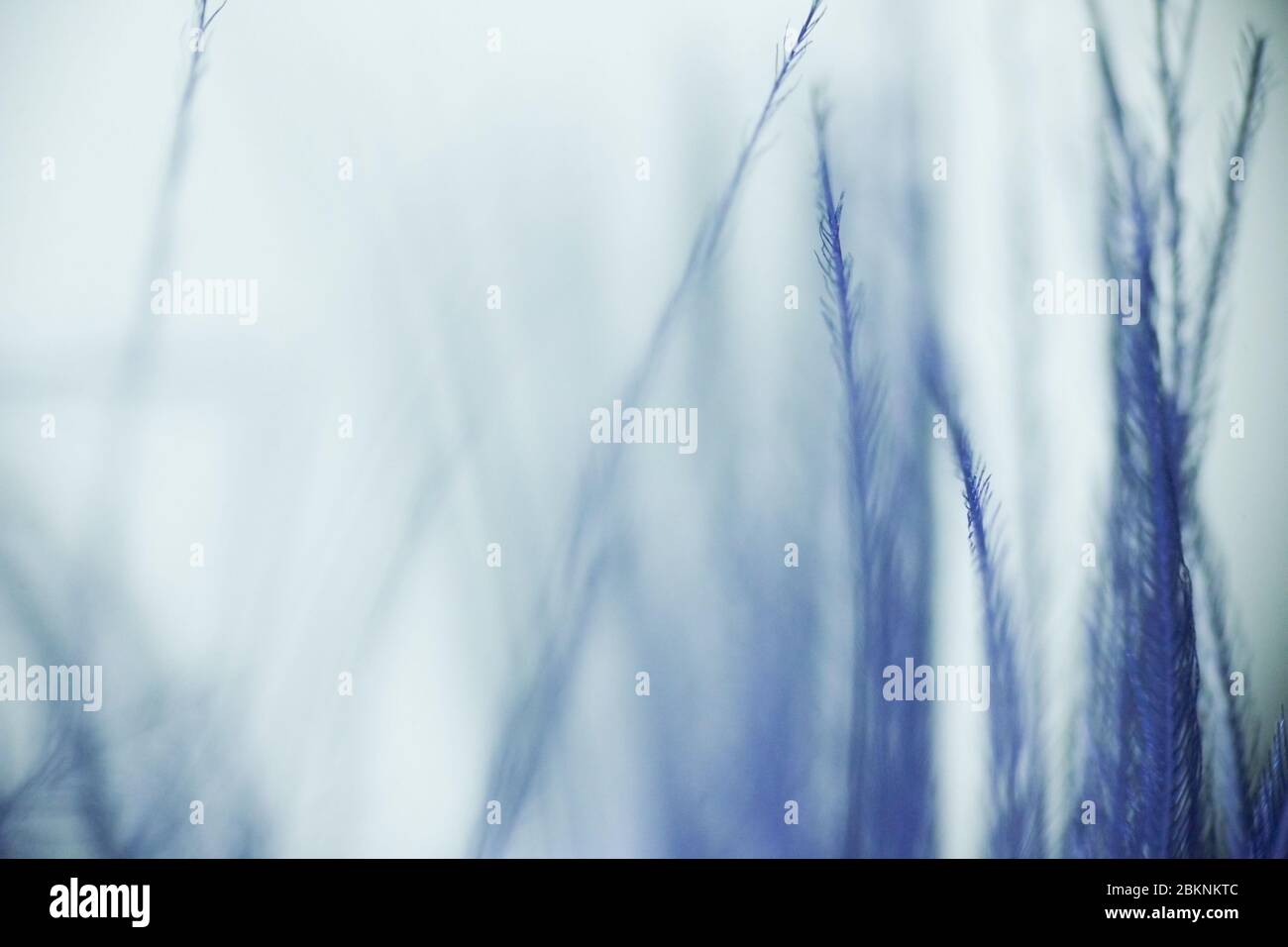 Animals Under The Microscope High Resolution Stock Photography and ...