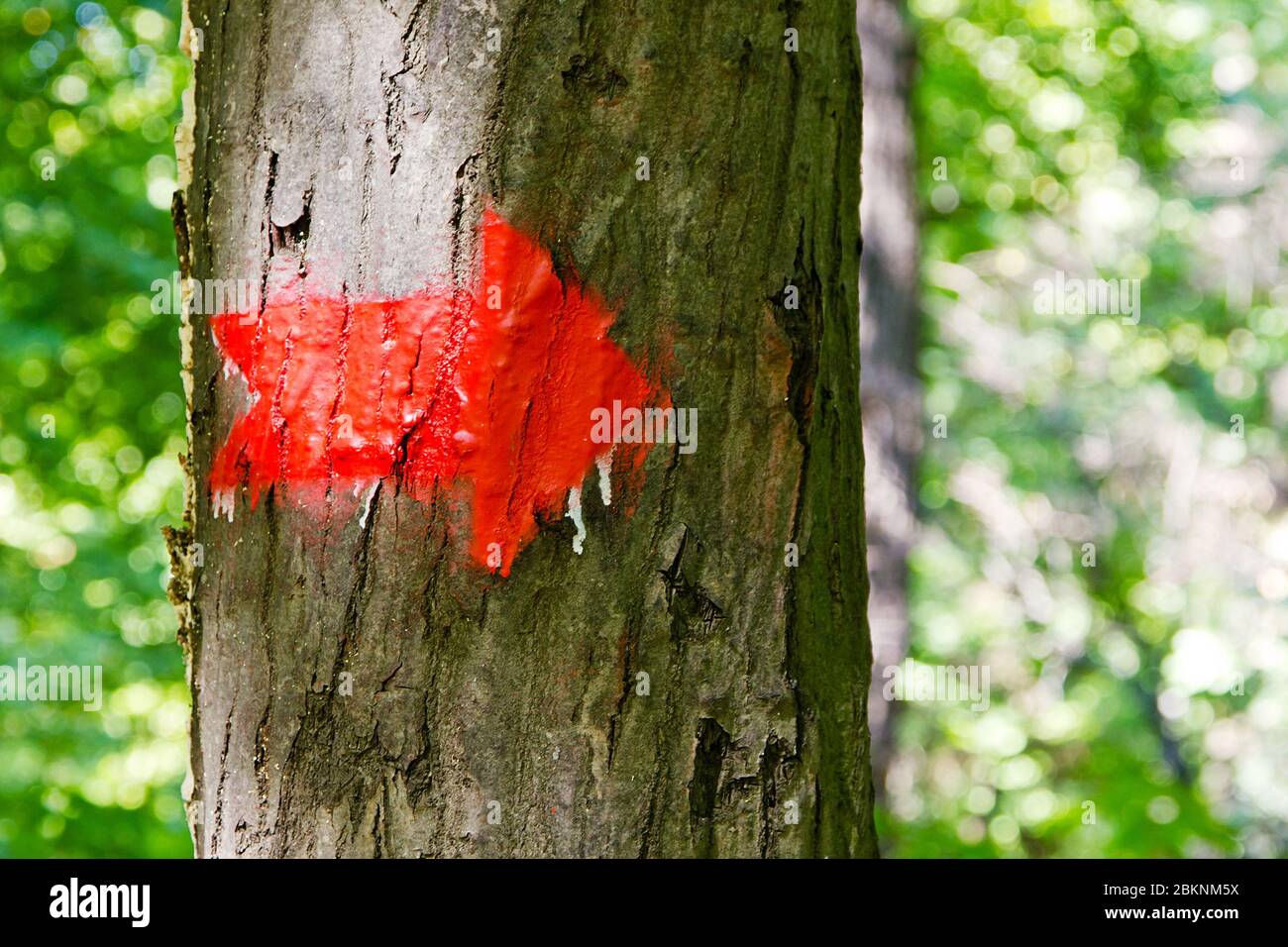 Arrow mark tree hi-res stock photography and images - Alamy