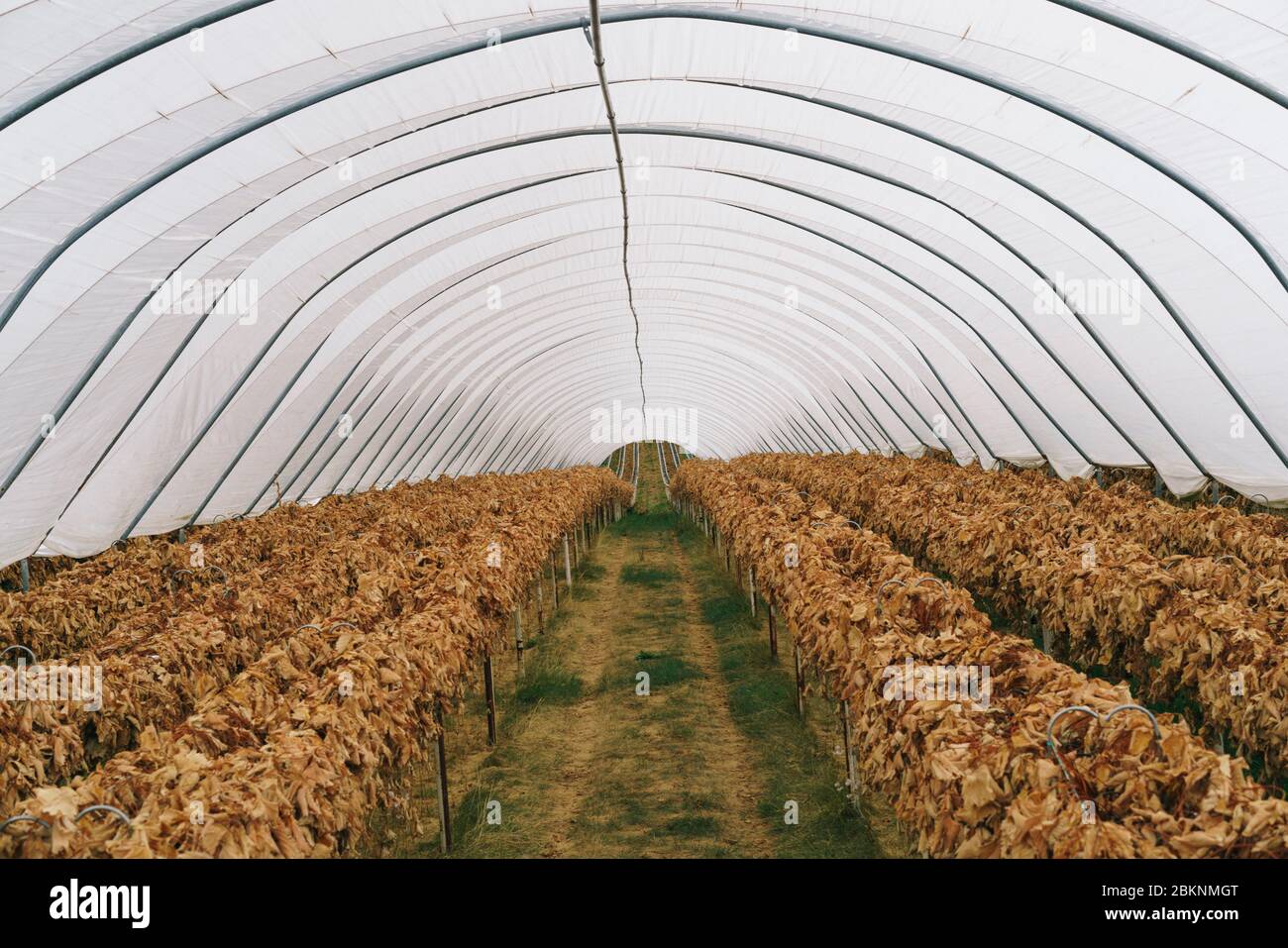 Raised strawberry beds hi-res stock photography and images - Alamy