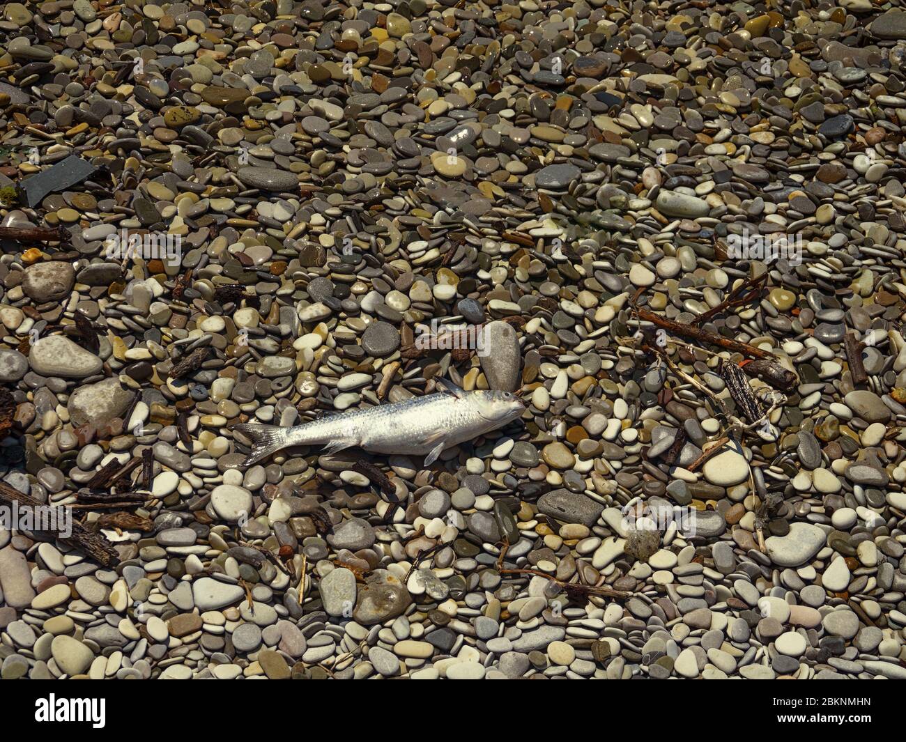 Dead mullet (Mugil) on shore of sea, fish with no external injuries ...