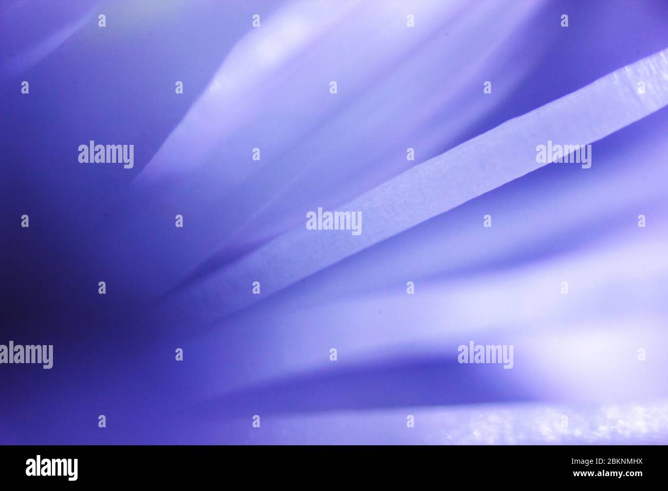 strong increase in apricot flower under the microscope Stock Photo - Alamy