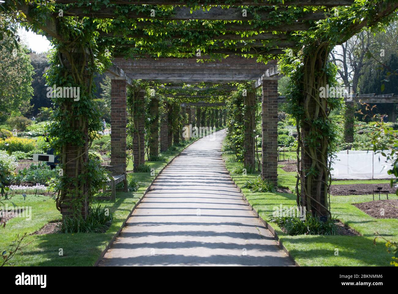 Shade Sheltered Walkway Path Timber Wooden Structure Climbing Rose ...