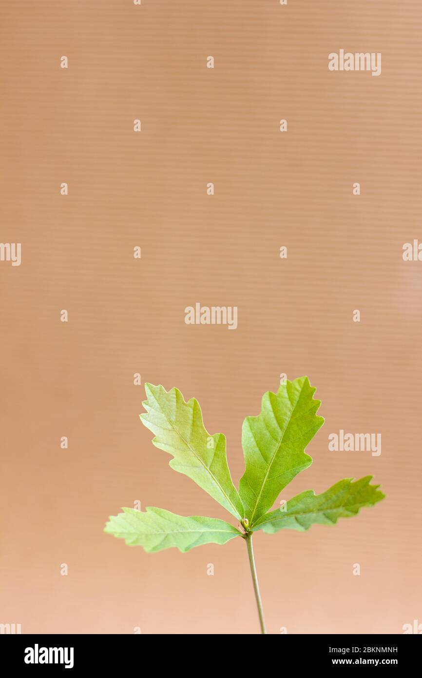 Sapling oak tree pot hi-res stock photography and images - Alamy