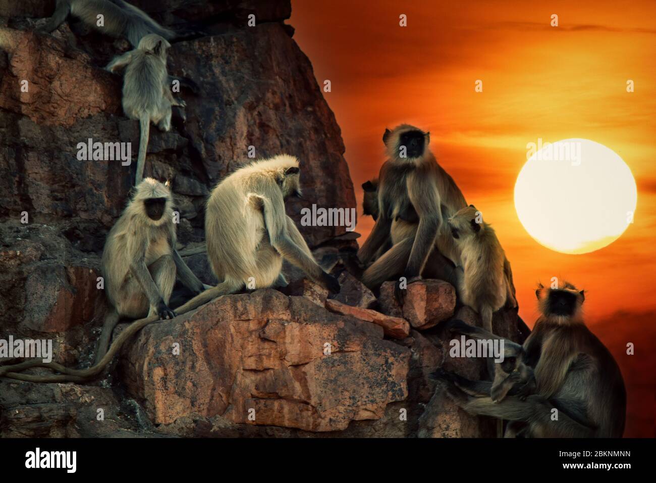 family pack of monkeys langur are mostly females with cubs and young ...