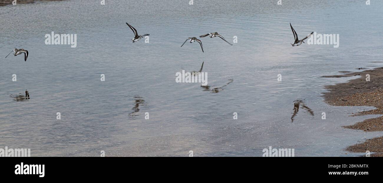 Five piping plovers flying over water on the beach with their ...