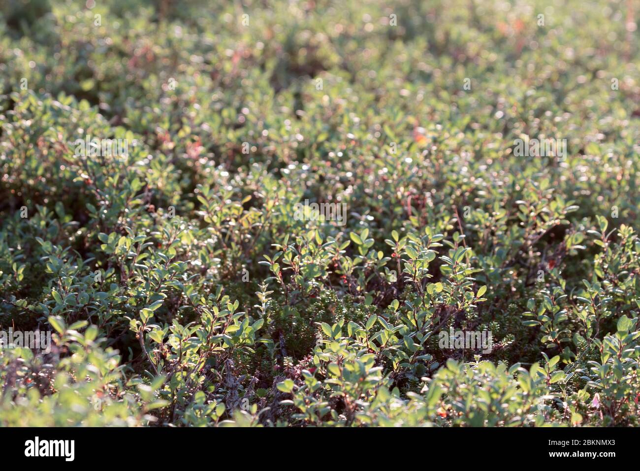 Continuous thickets of bog whortleberry, dwarf blueberry (Vaccinium ...