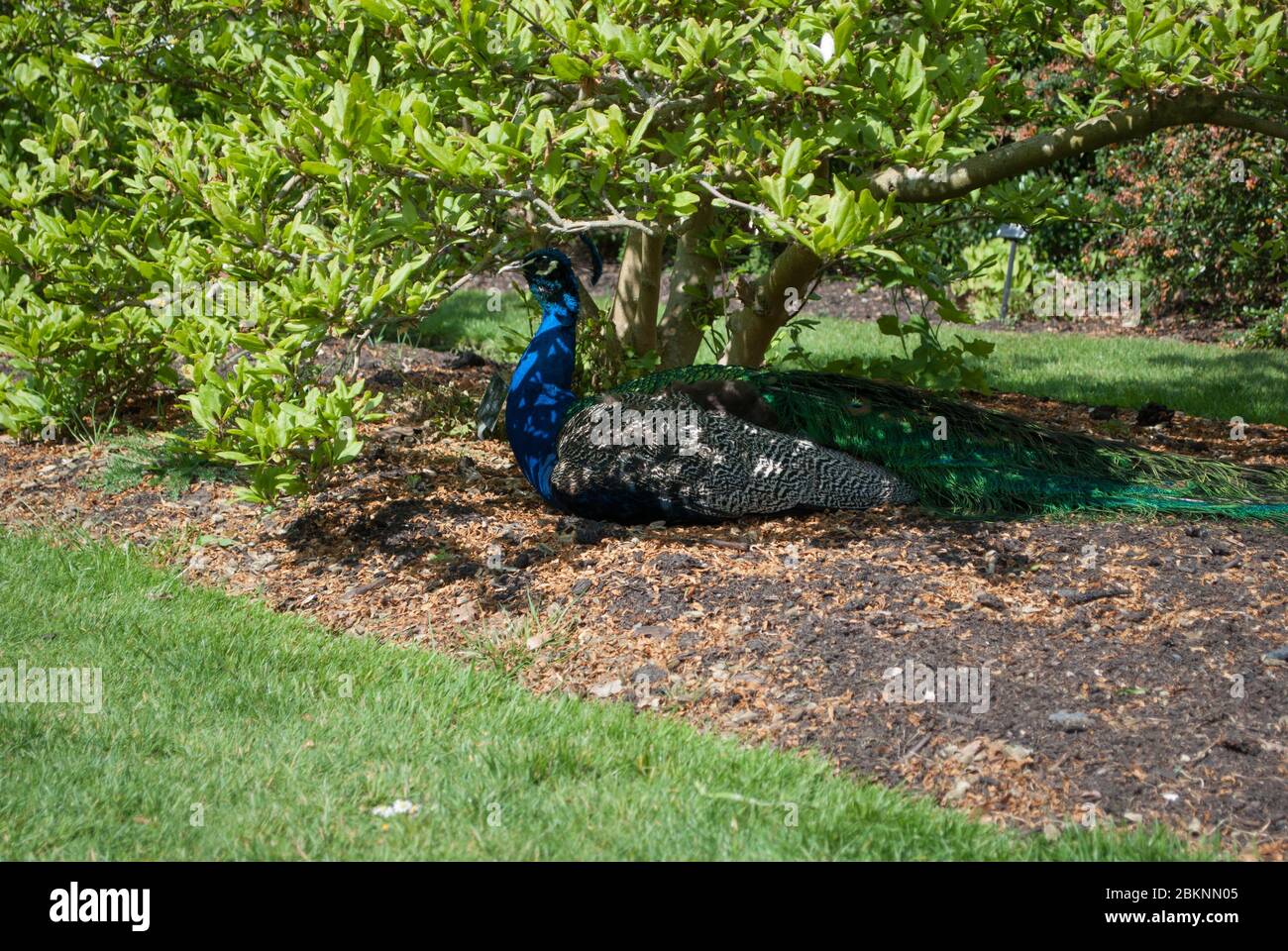 Peahens hi-res stock photography and images - Alamy