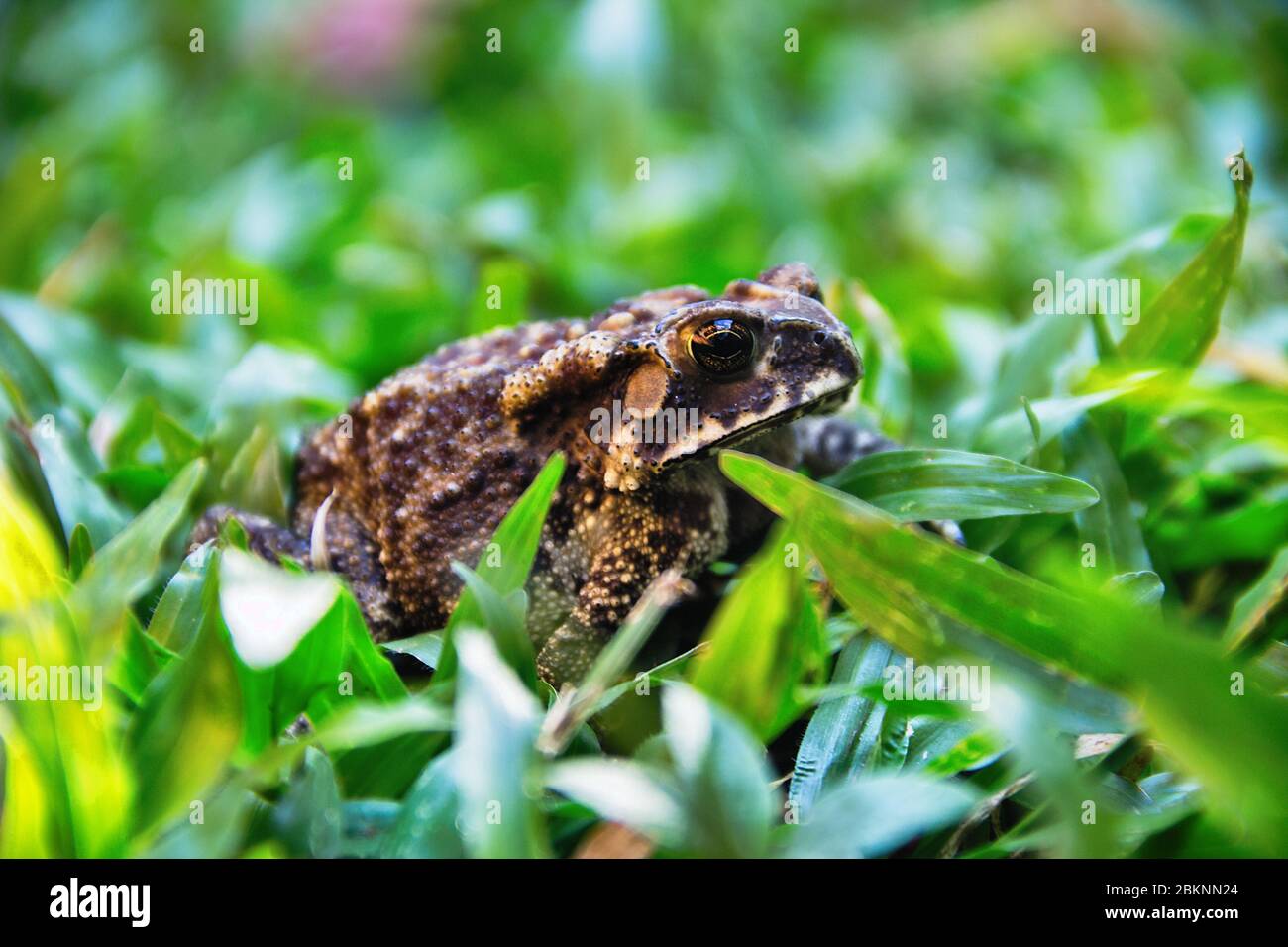 Ferguson's toad (Bufo fergusonii) in past Schneider's (dwarf) toad ...