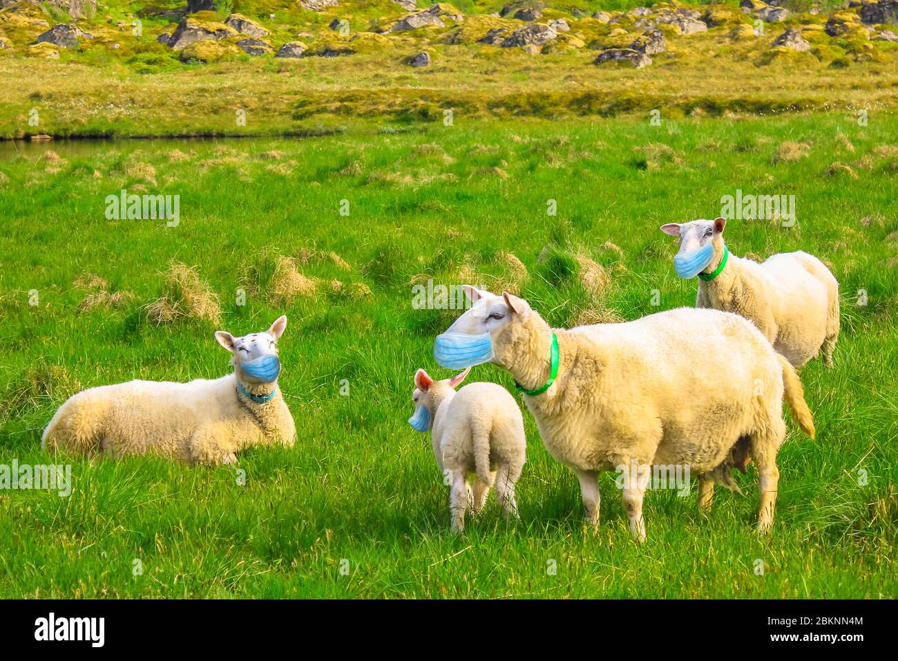 herd of sheeps with surgical mask. Concept of herd immunity, conformism ...