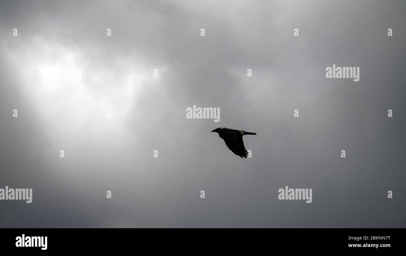 grey crow in flight. Advanced species of commensal animals. Hoodie ...