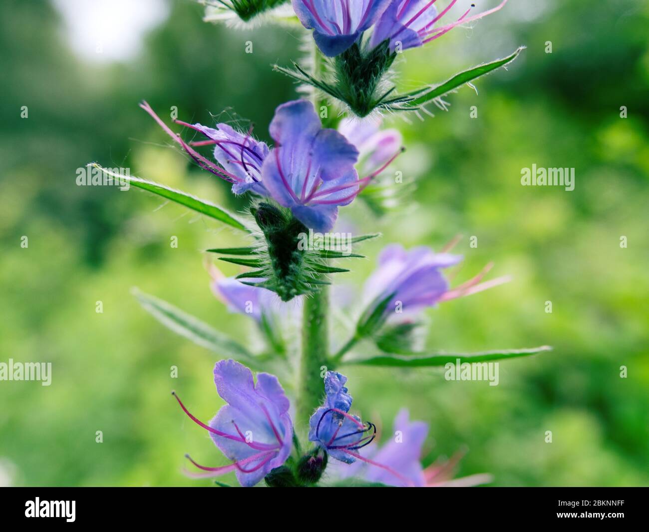 Viper's bugloss (Echium vulgare) inflorescence. Bruise known by many ...