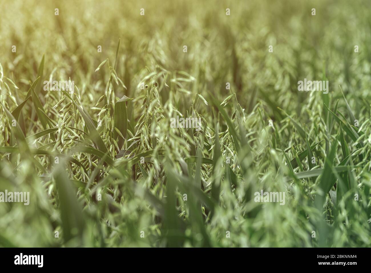 Oat cultivation hi-res stock photography and images - Alamy