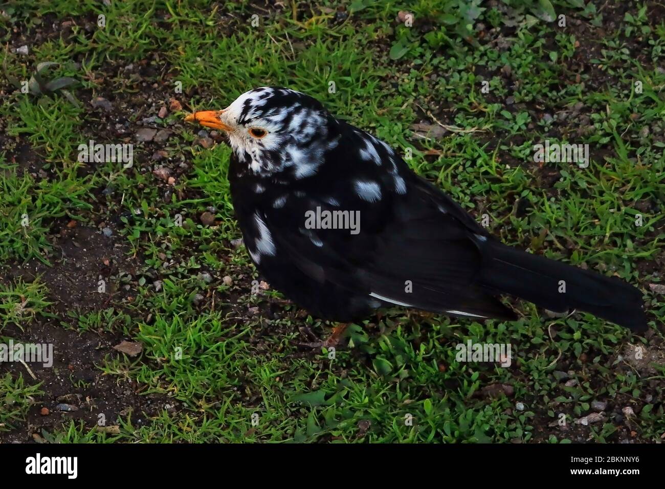 Leucism turdus merula hi-res stock photography and images - Alamy