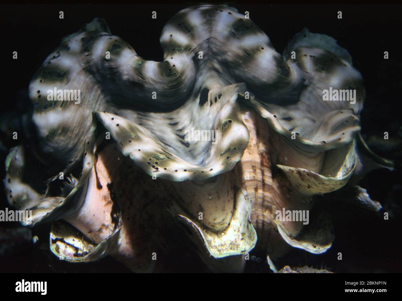Tridacna squamosa, known commonly as the fluted giant clam and scaly ...