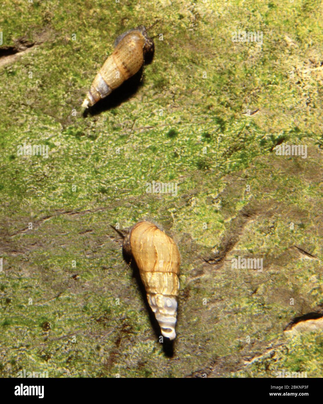 Melanoides tuberculata hi-res stock photography and images - Alamy