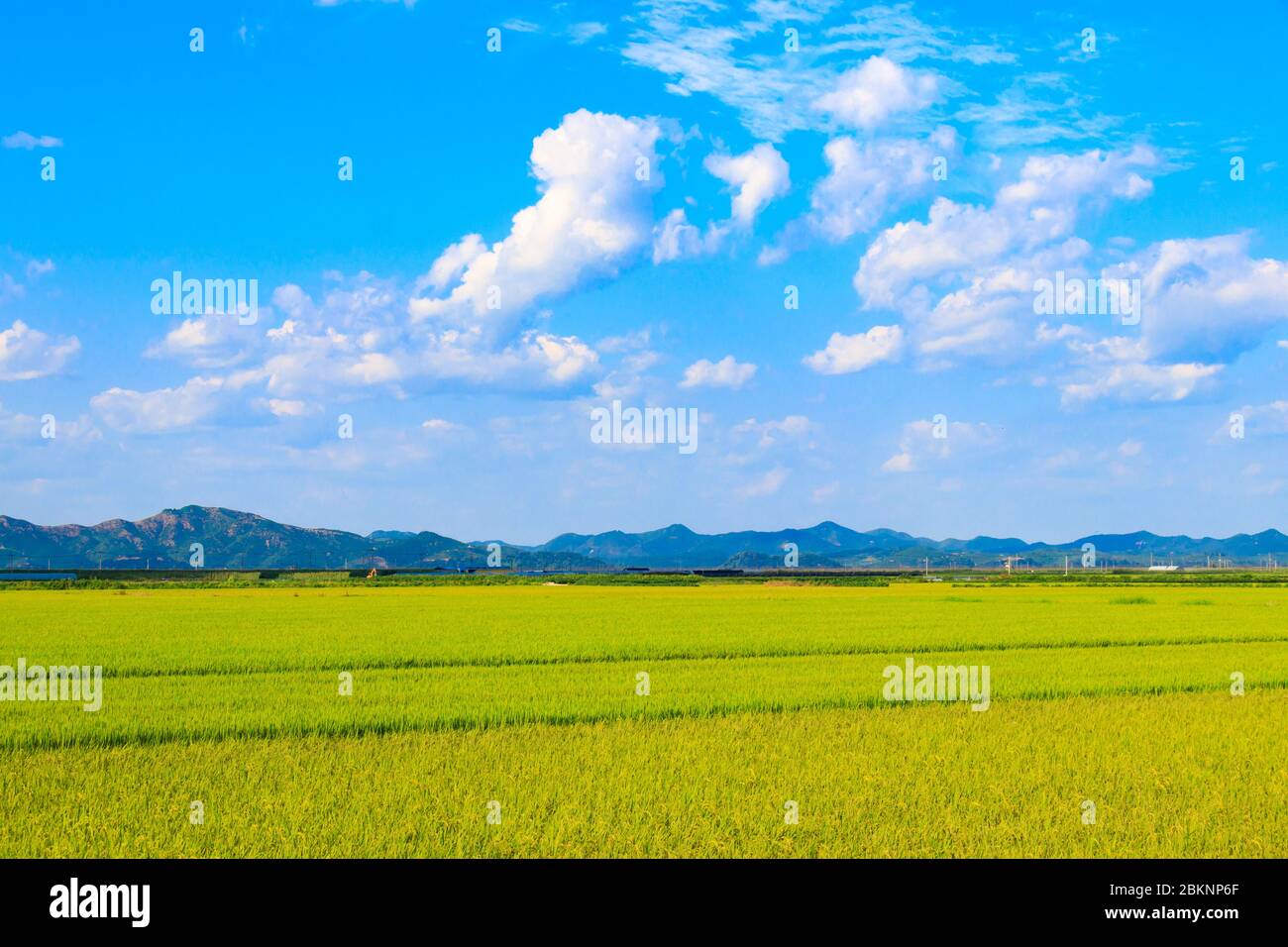 Korean traditional rice farming. Korean rice farming scenery. Korean ...