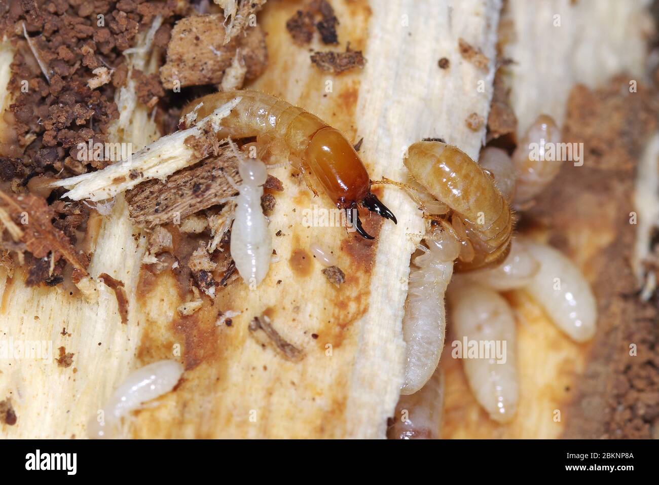 Yellownecked dry-wood termite (Kalotermes flavicollis), a serious pest ...