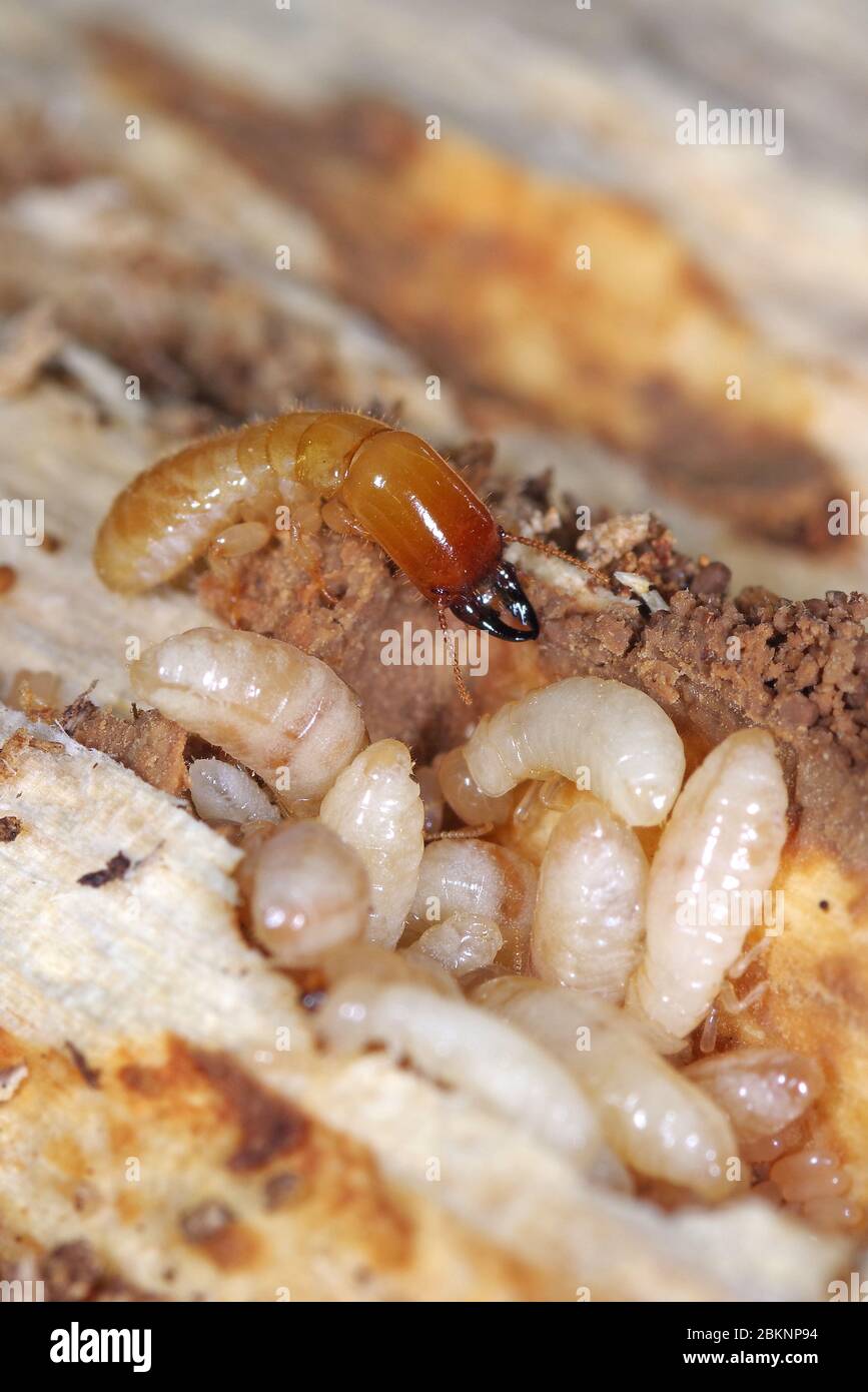Dampwood termite hi-res stock photography and images - Alamy