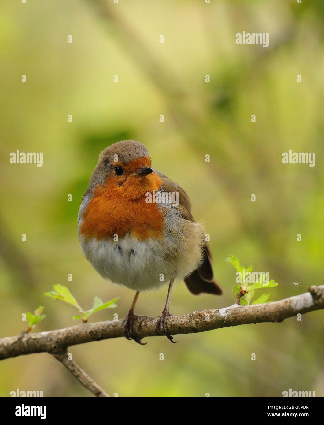 Photographing robin hi-res stock photography and images - Alamy