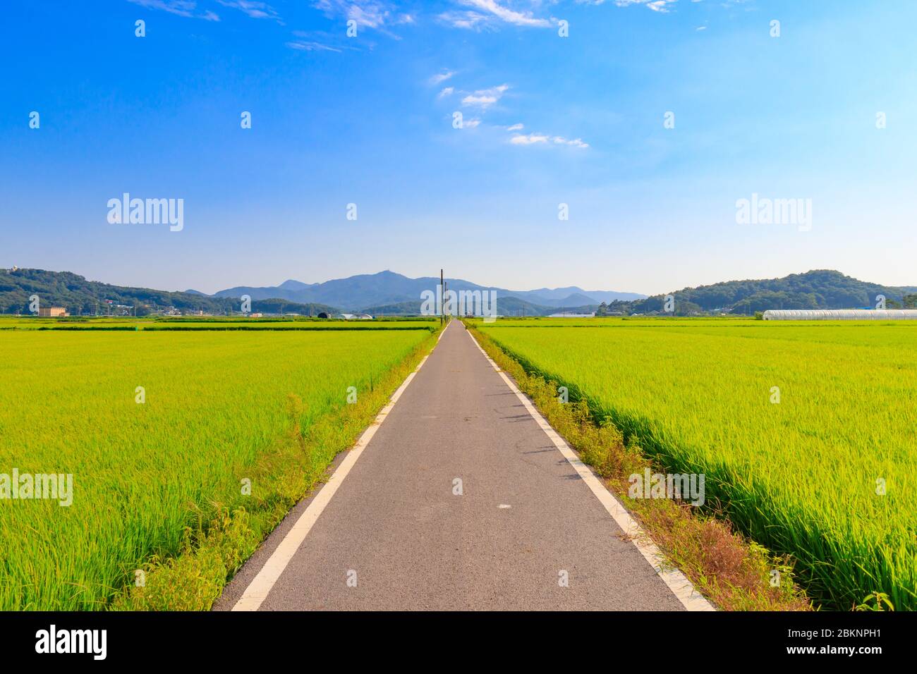 Korean traditional rice farming. Korean rice farming scenery. Korean ...