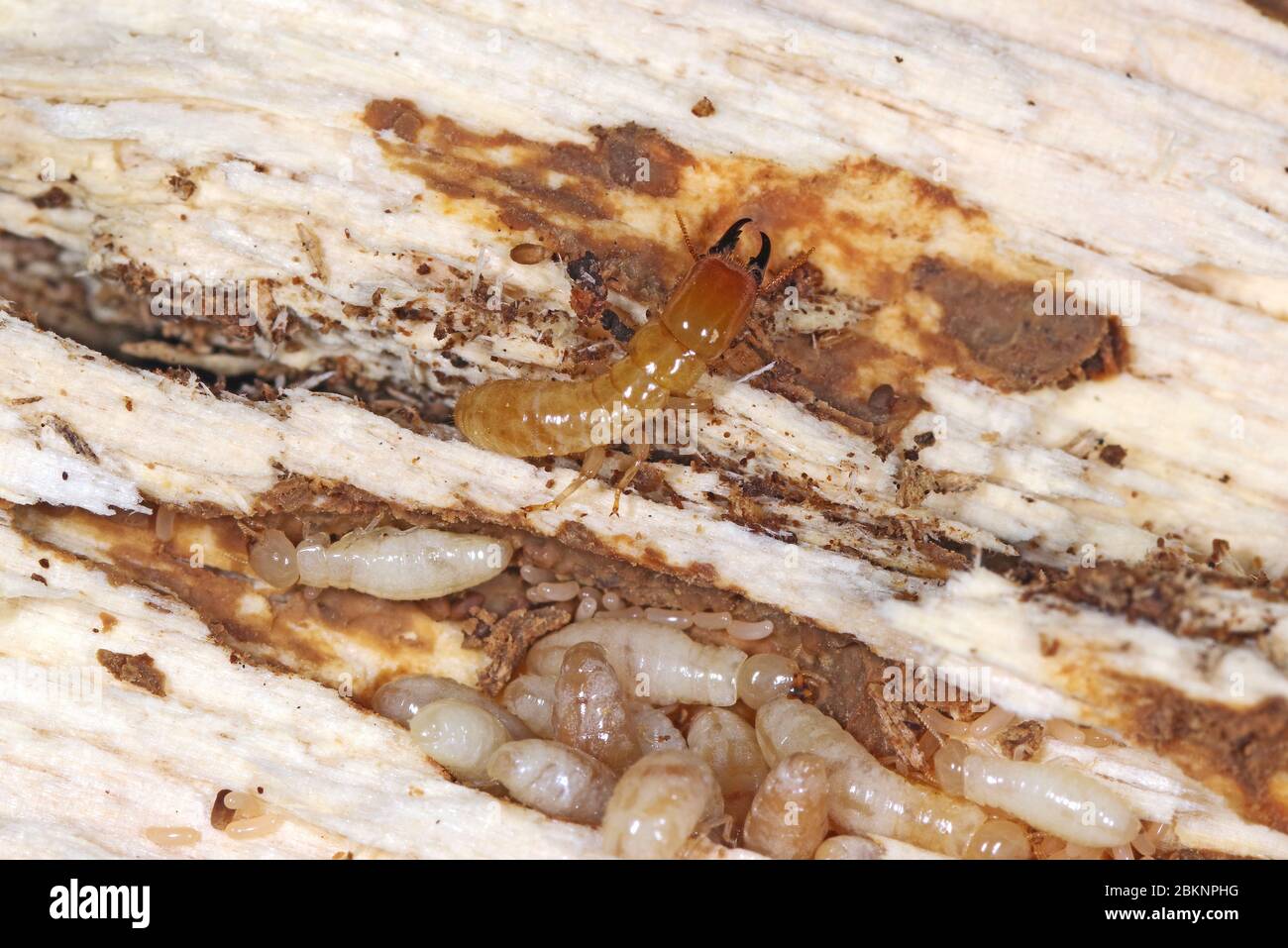 Termite house hi-res stock photography and images - Alamy