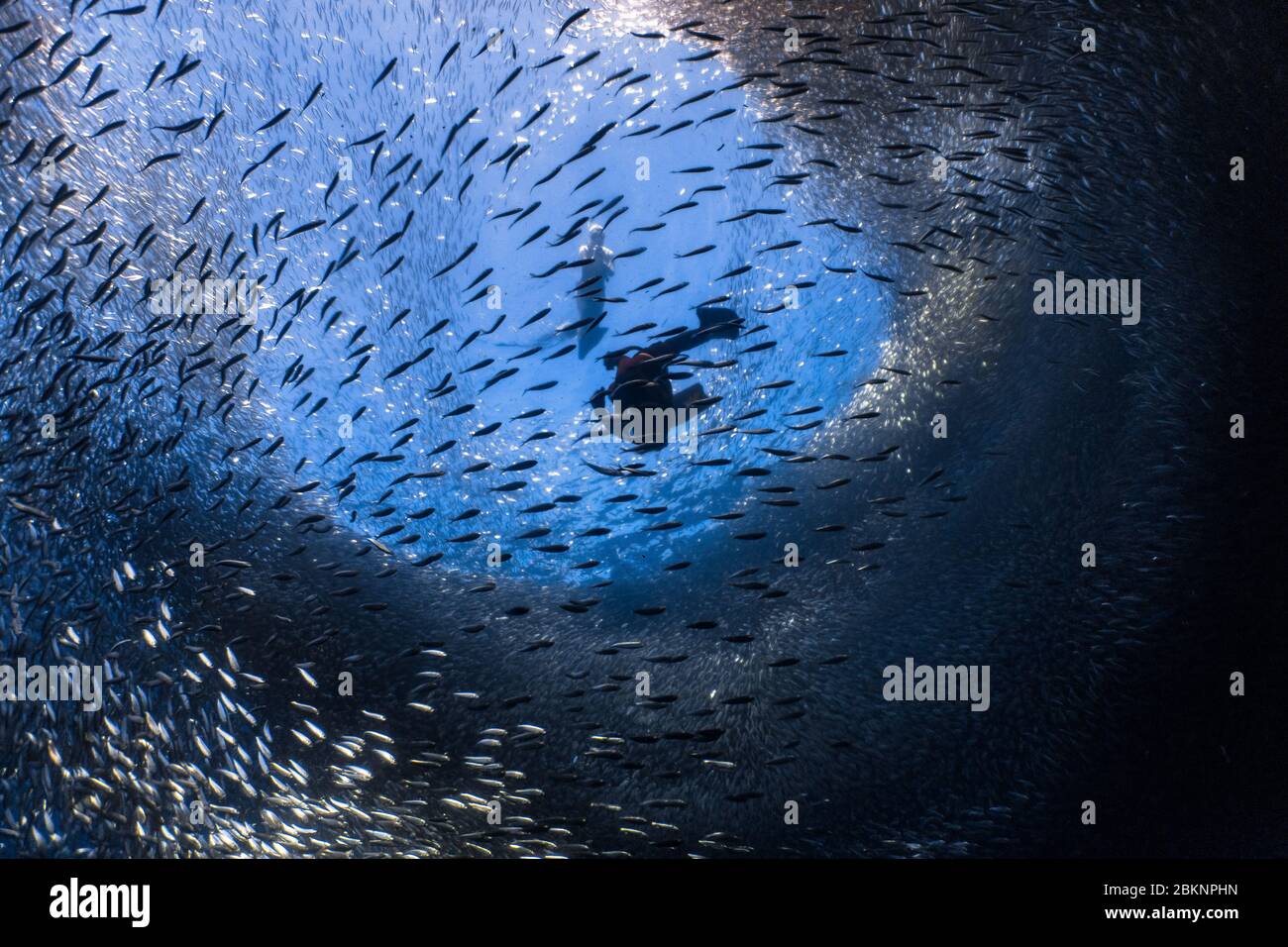 Free diving with a massive school of sardines in the shallow reef of ...