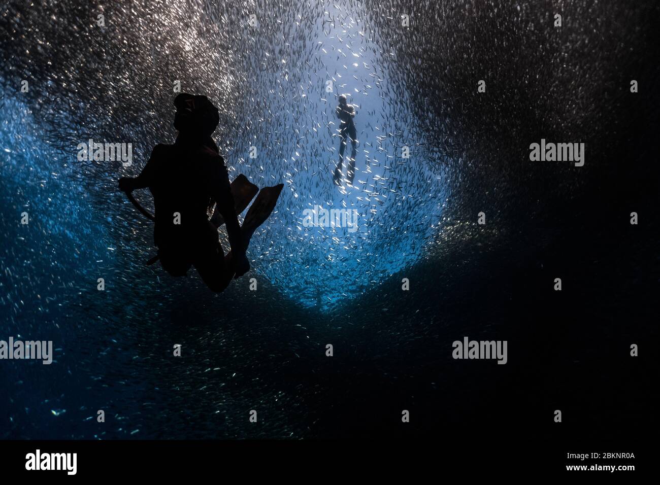 A free diver descends underwater in a massive school of fish while a ...