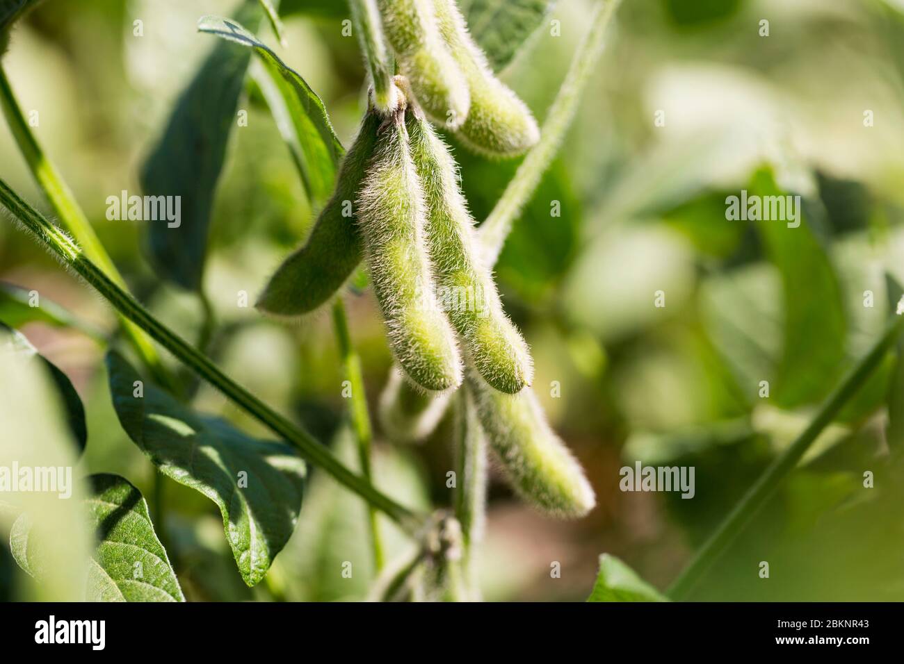 Soybean pod hi-res stock photography and images - Alamy