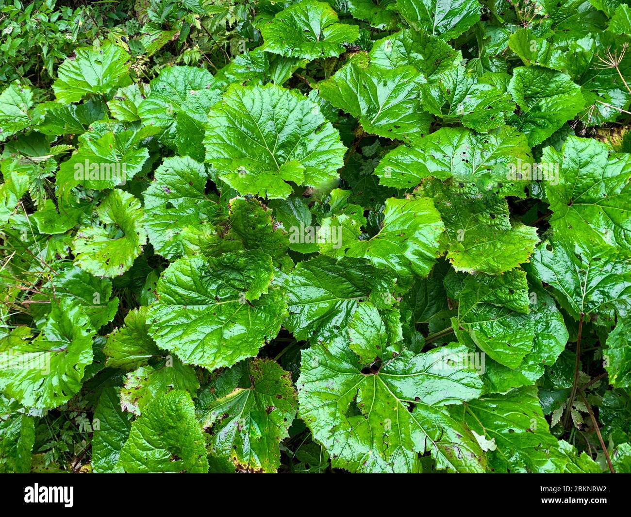 Fresh green grass background, morning dew, close up. Bright colors of ...
