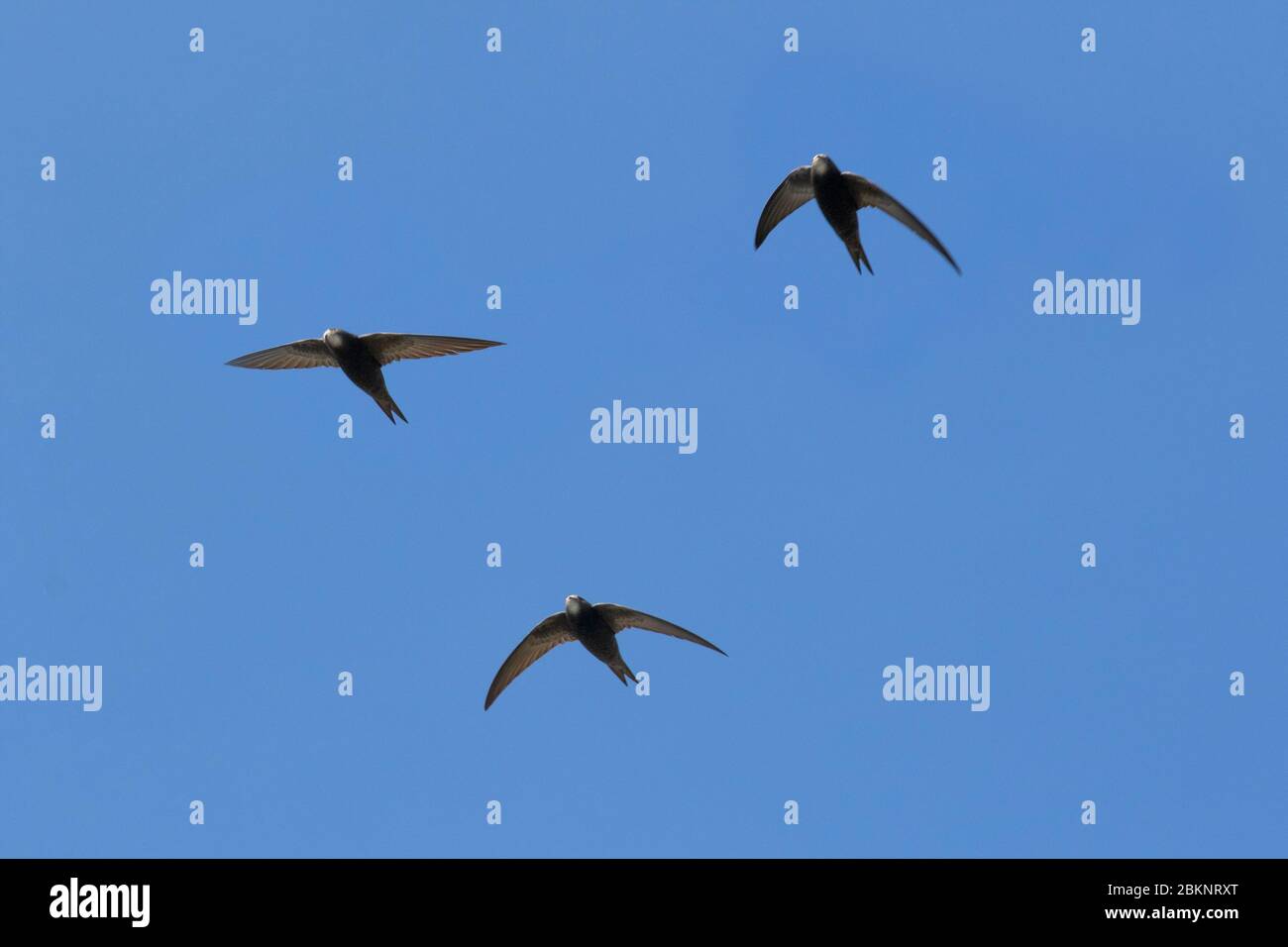 Apodiformes hi-res stock photography and images - Alamy