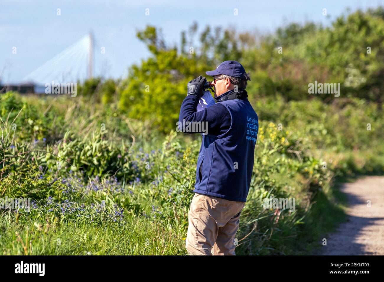 RSPB warden monitoring signs of Summer as Swifts return from Spain and ...