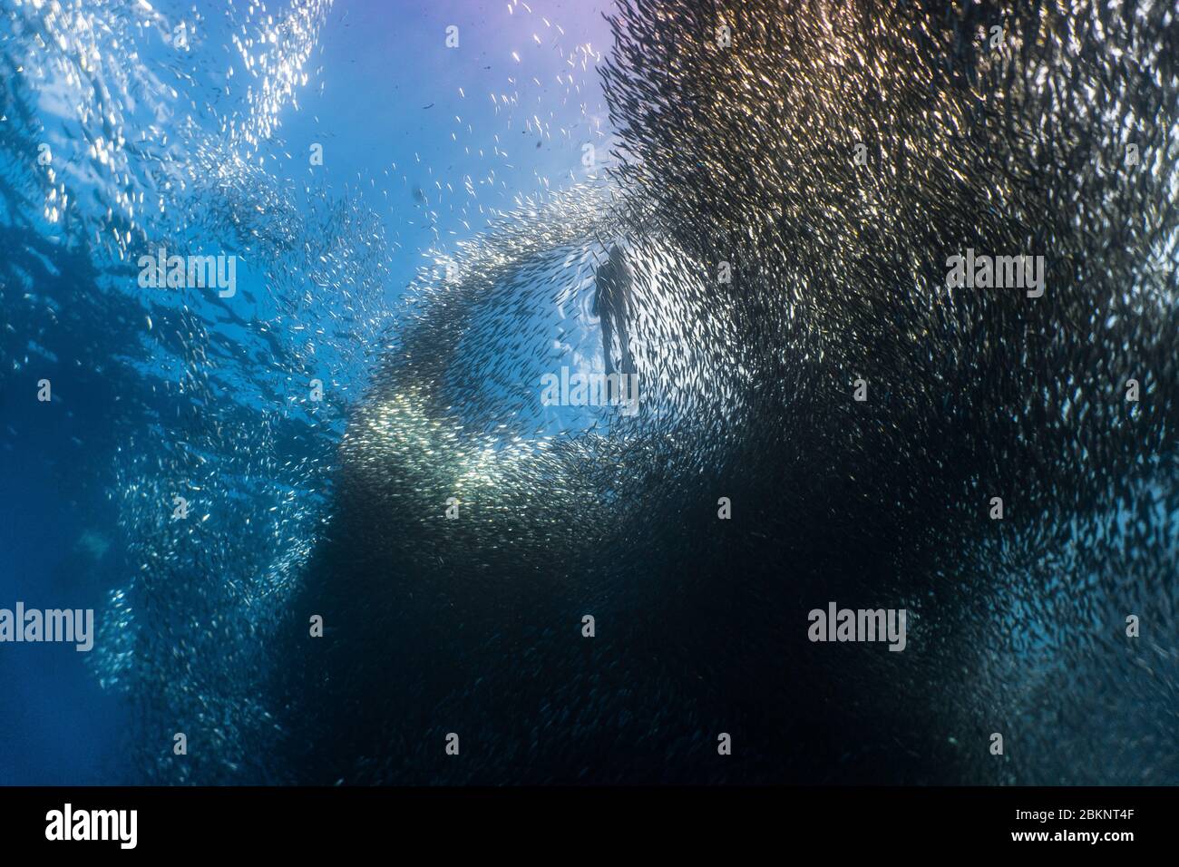 Free diving with a massive school of sardines in the shallow reef of ...