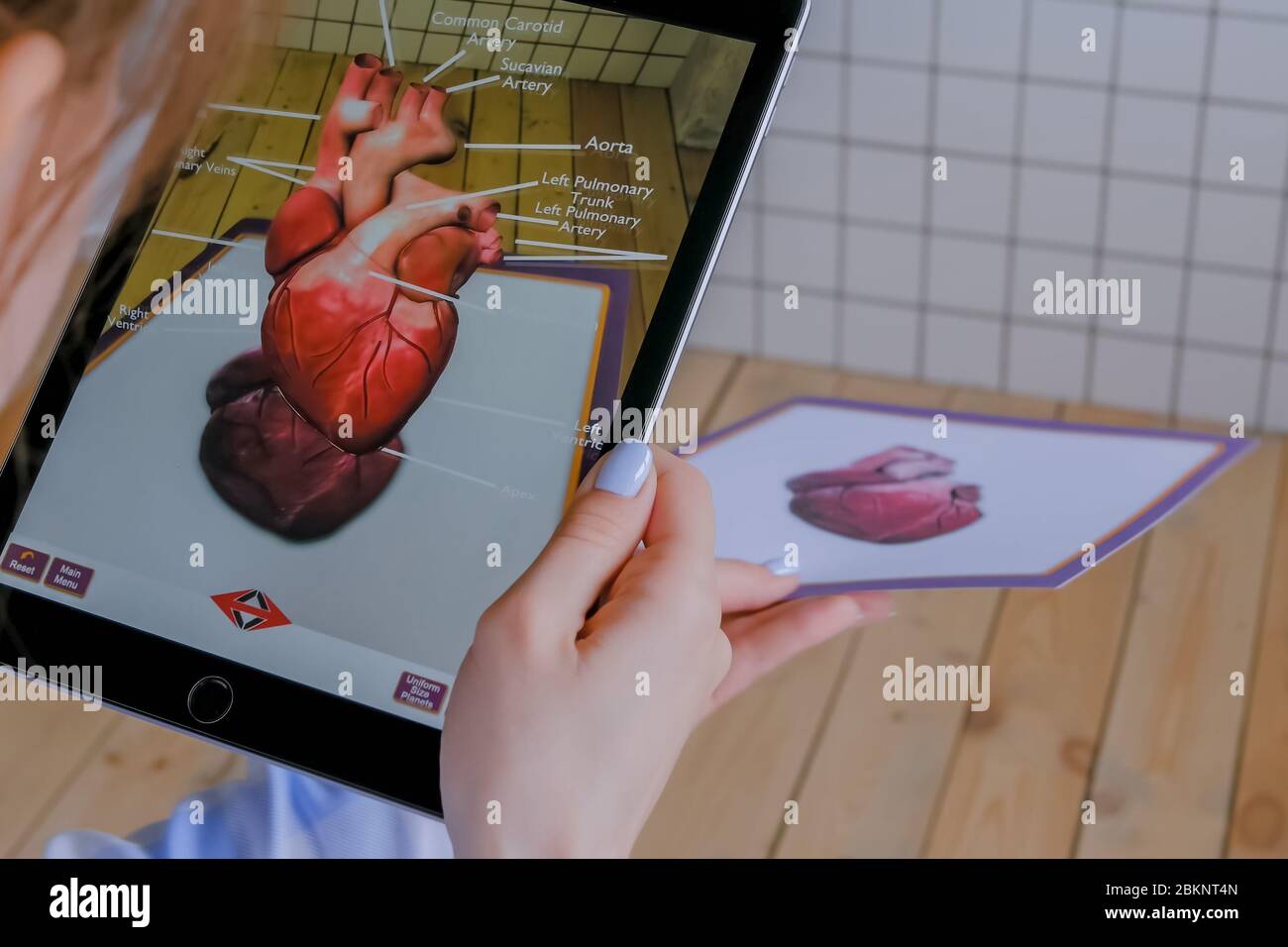 3d anatomical hi-res stock photography and images - Alamy