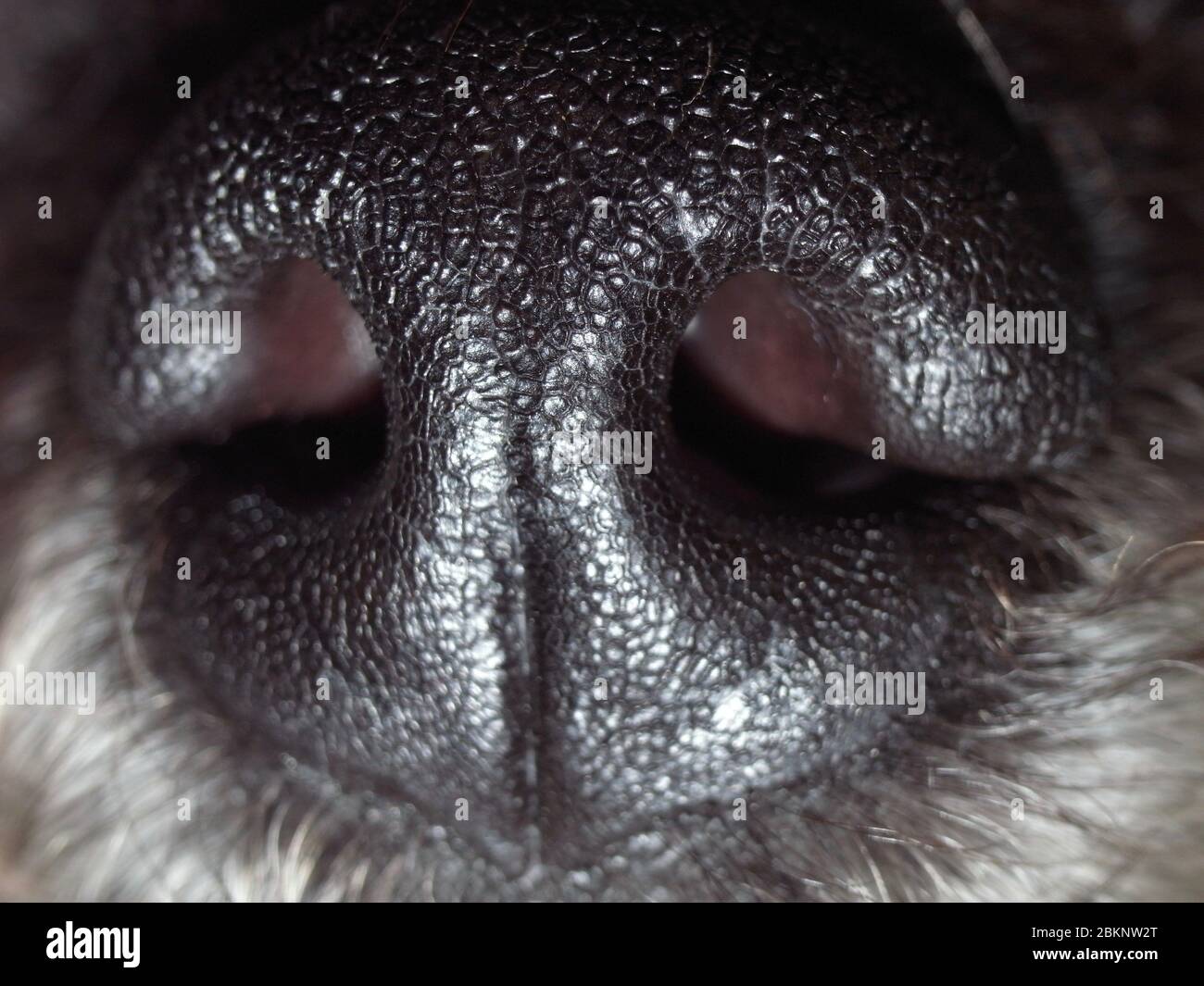 Macro close up of grey colored poodle dog nose Stock Photo - Alamy