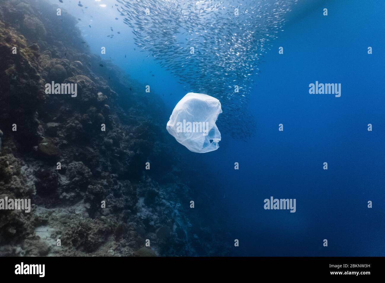 Single-use plastic and school of fish in a shallow reef. Plastic is a ...