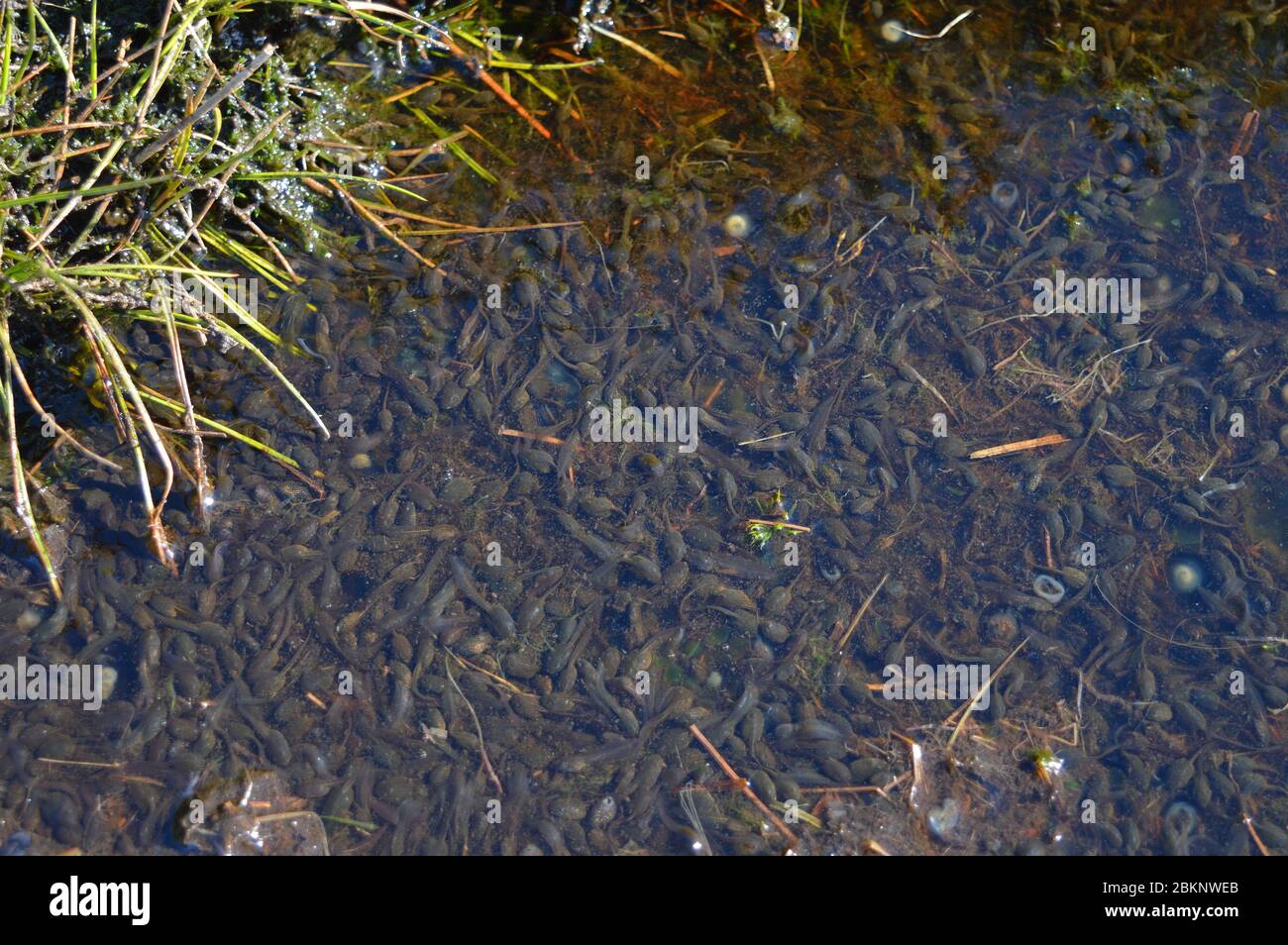 Pool with tadpoles hi-res stock photography and images - Alamy