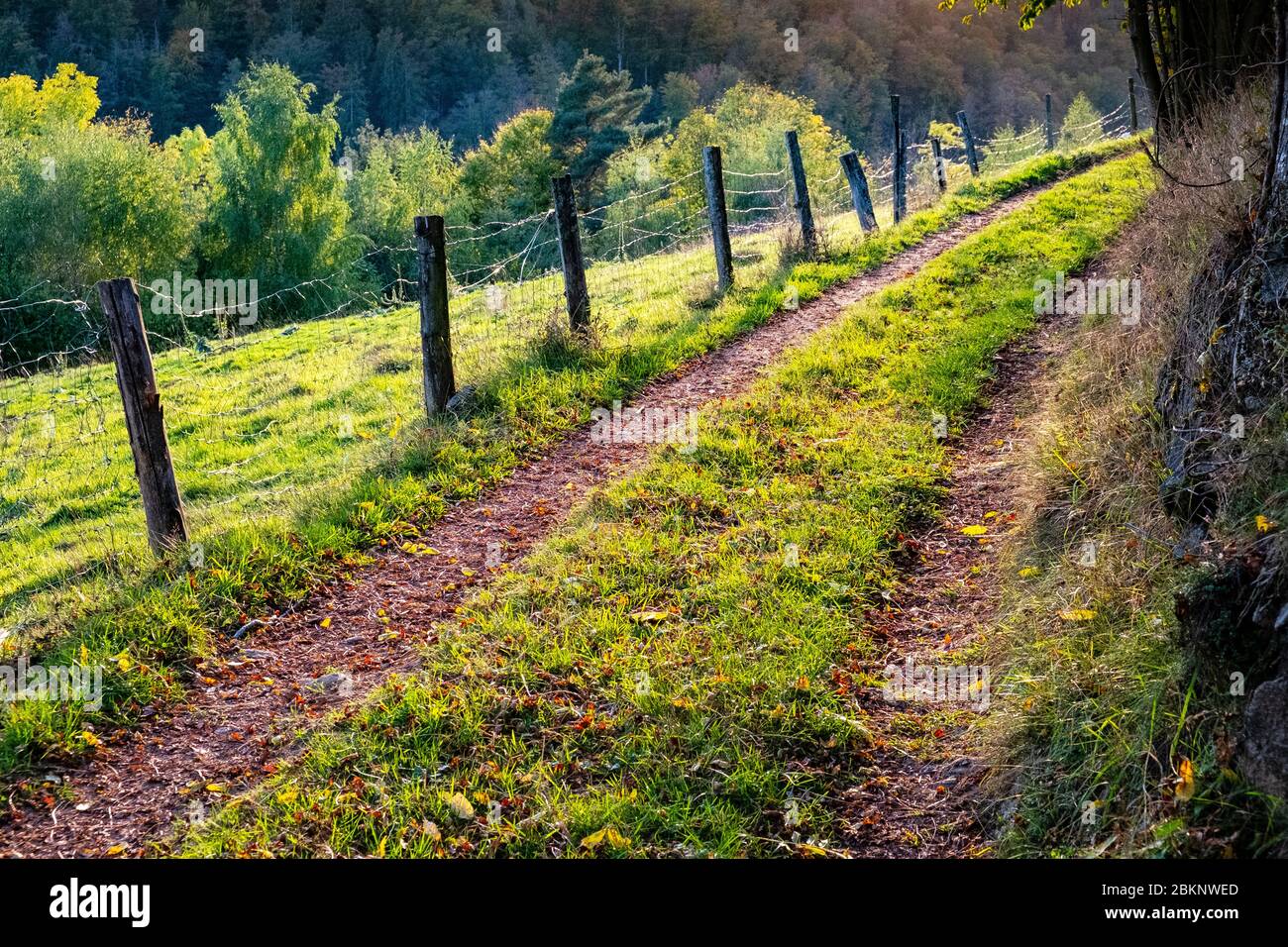 Leaf strewn path hi-res stock photography and images - Alamy