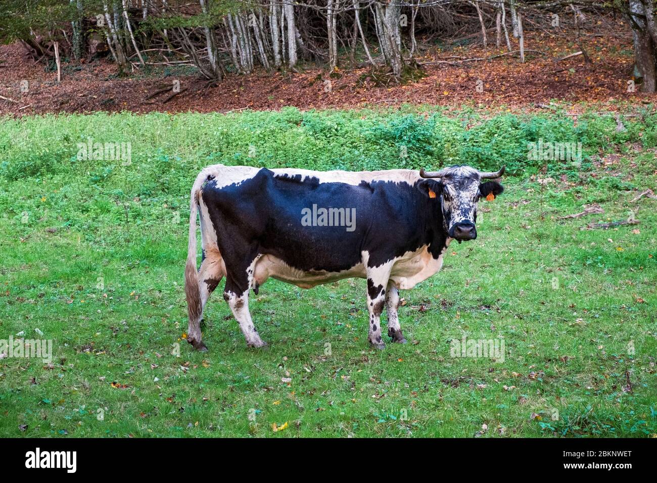 Dairy cow side view hi-res stock photography and images - Alamy