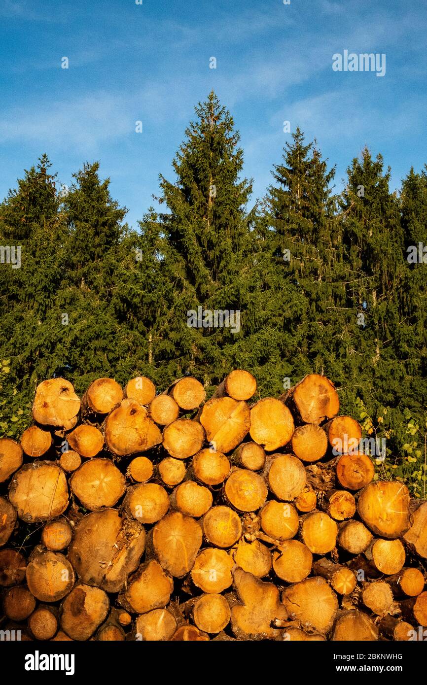 Stack felled trees logging hi-res stock photography and images - Alamy