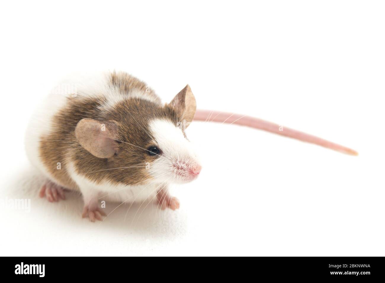 Gray Brown white mouse isolated on white background Stock Photo - Alamy