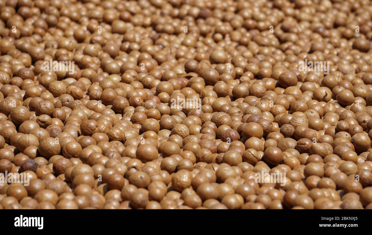 A row of macadamia nuts. Freshly picked in Guatemala Stock Photo - Alamy