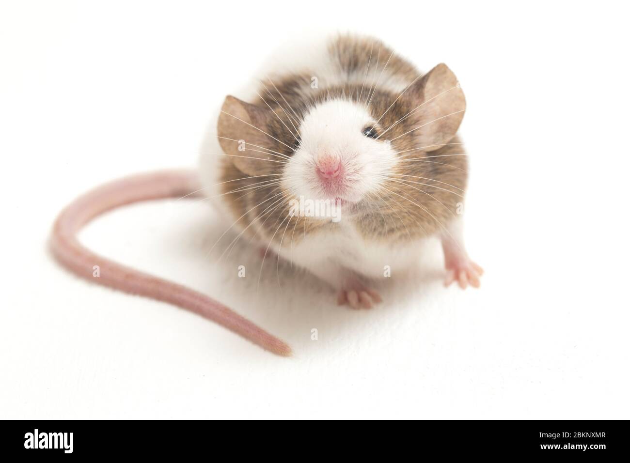 Cute White Mouse Animal