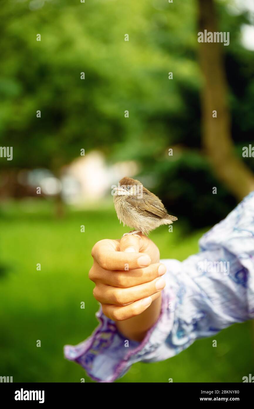 Give a hand to wildlife hi-res stock photography and images - Alamy
