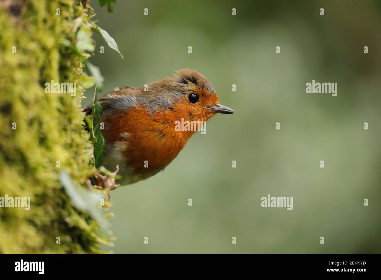 Robin redbreast searching for food hi-res stock photography and images ...