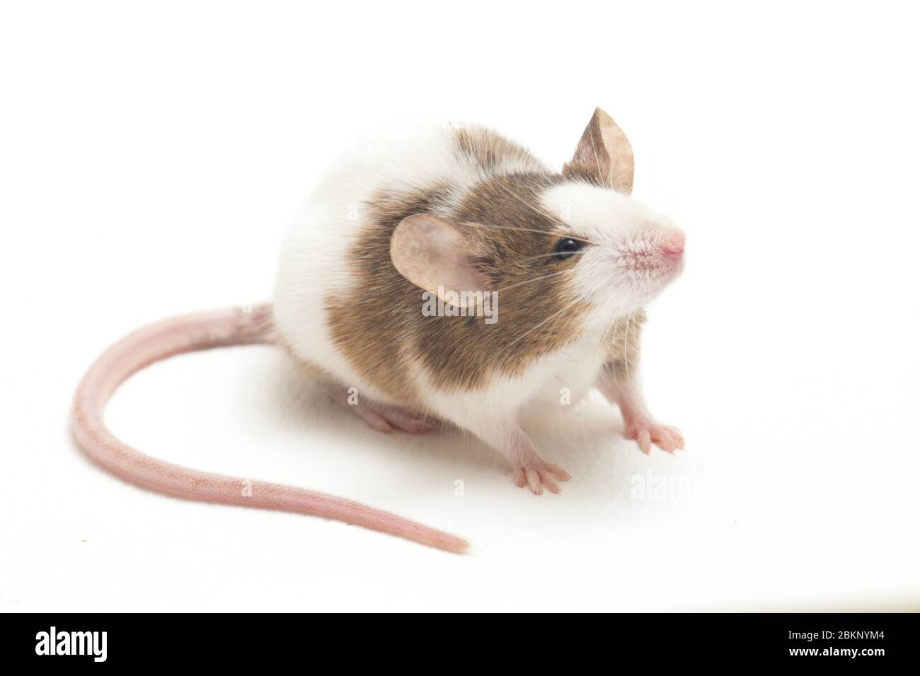 Gray Brown white mouse isolated on white background Stock Photo - Alamy